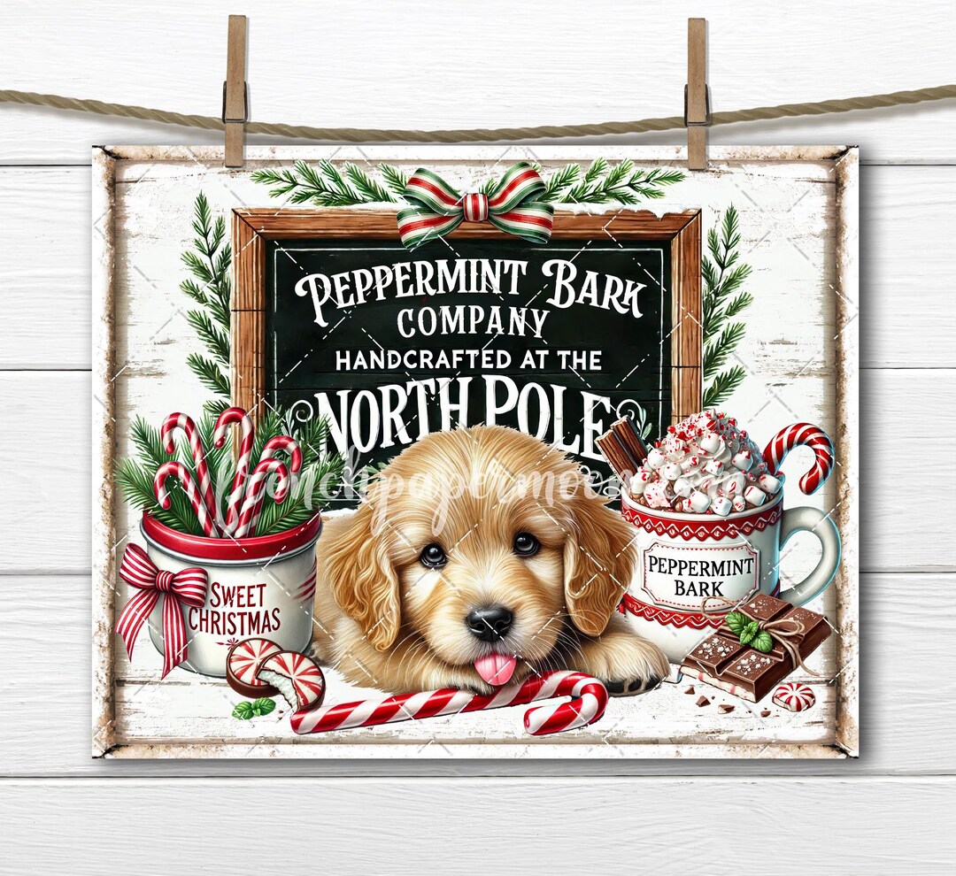 Peppermint Bark Golden Retriever Puppy, Peppermint Cocoa, Pepperint ...