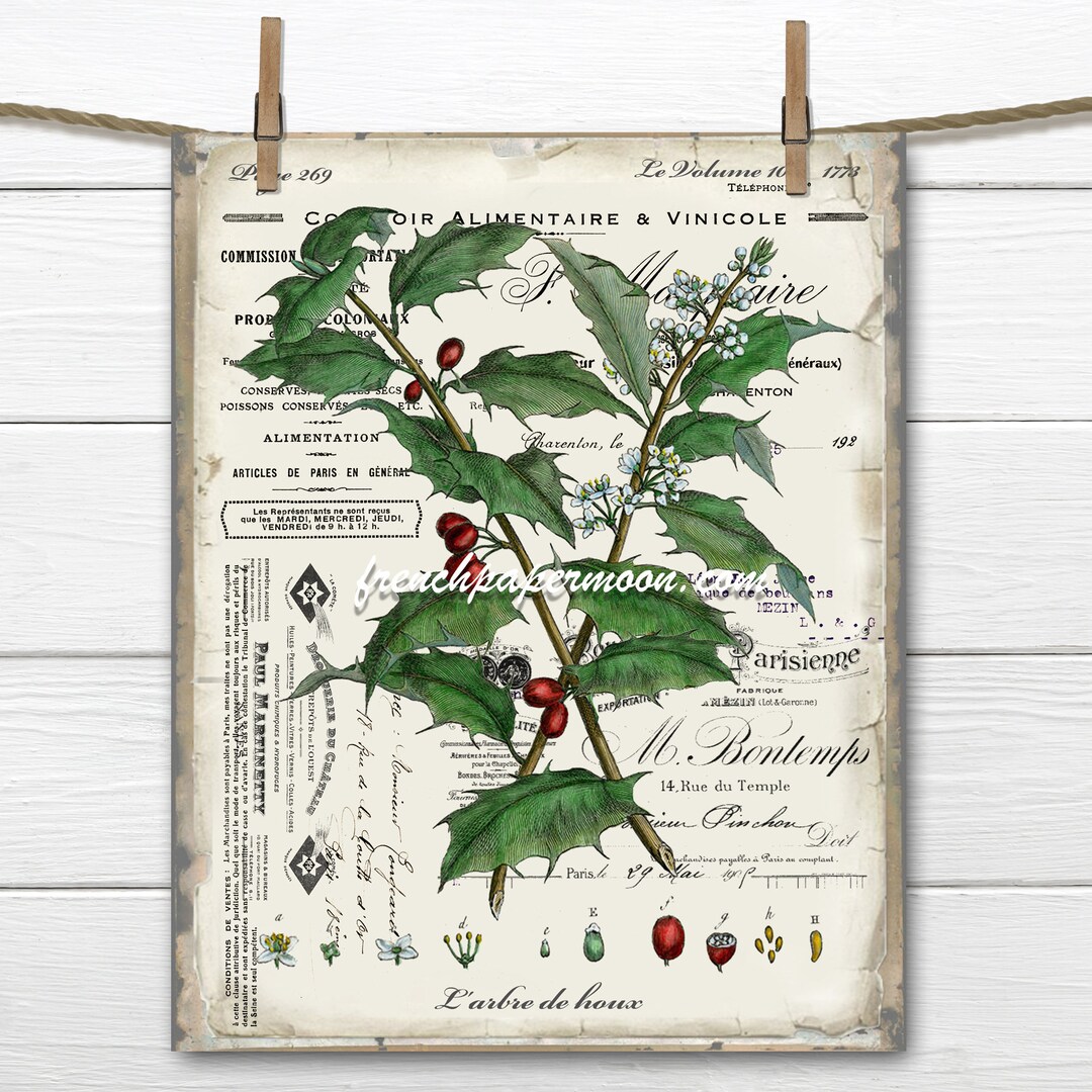 Antique French Holly Print, Vintage Digital Holly Botanical, Holly ...