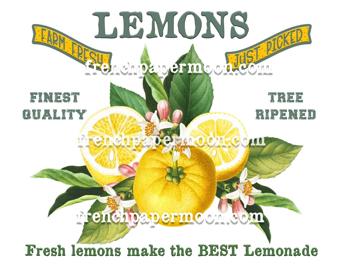Lemons, Modern Farmhouse, Digital, Botanical, Farm Freshlemons ...
