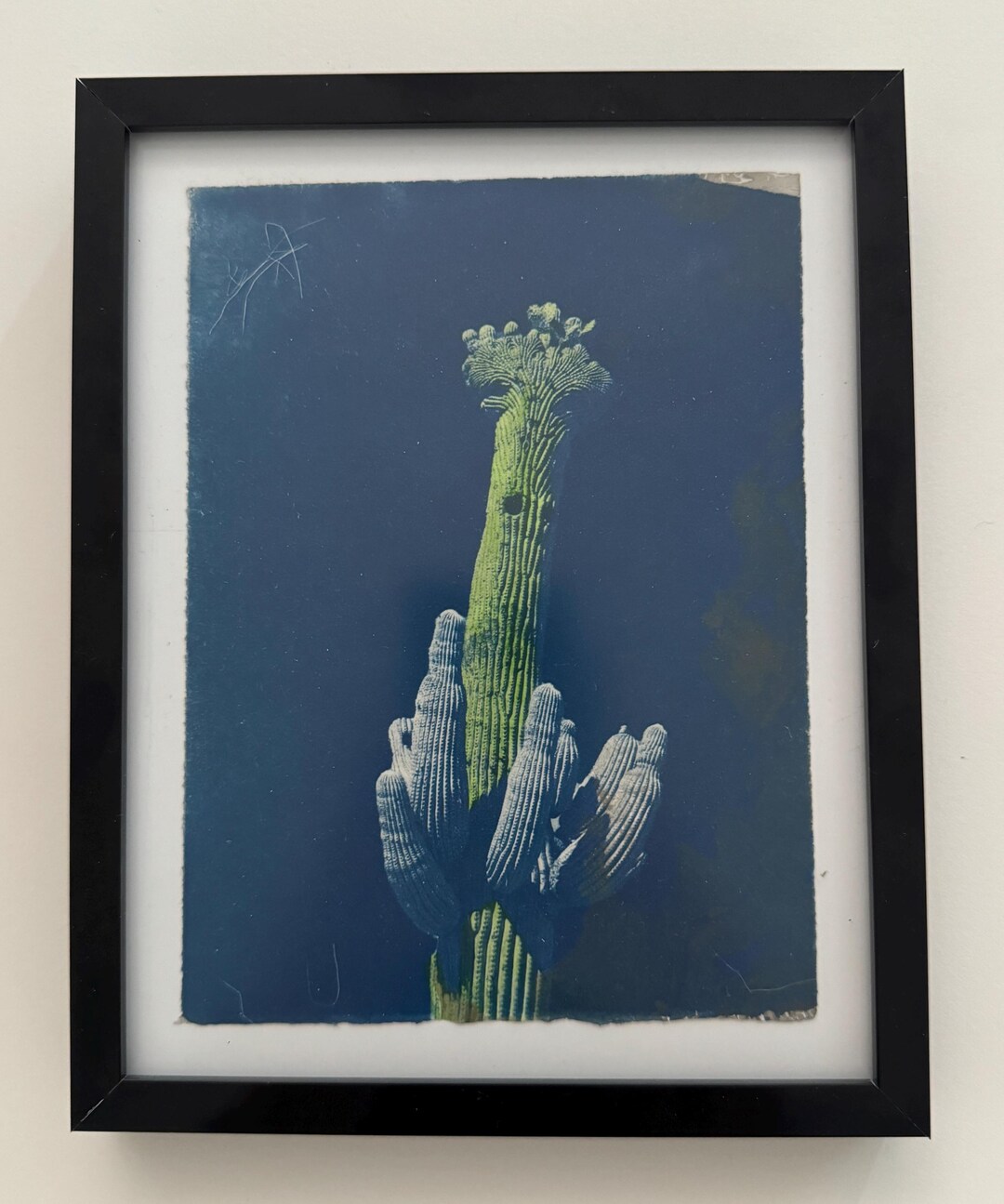 Cyanotype Art, Crested Saguaro, Cactus Art, Fine Art Print, Wall Art ...