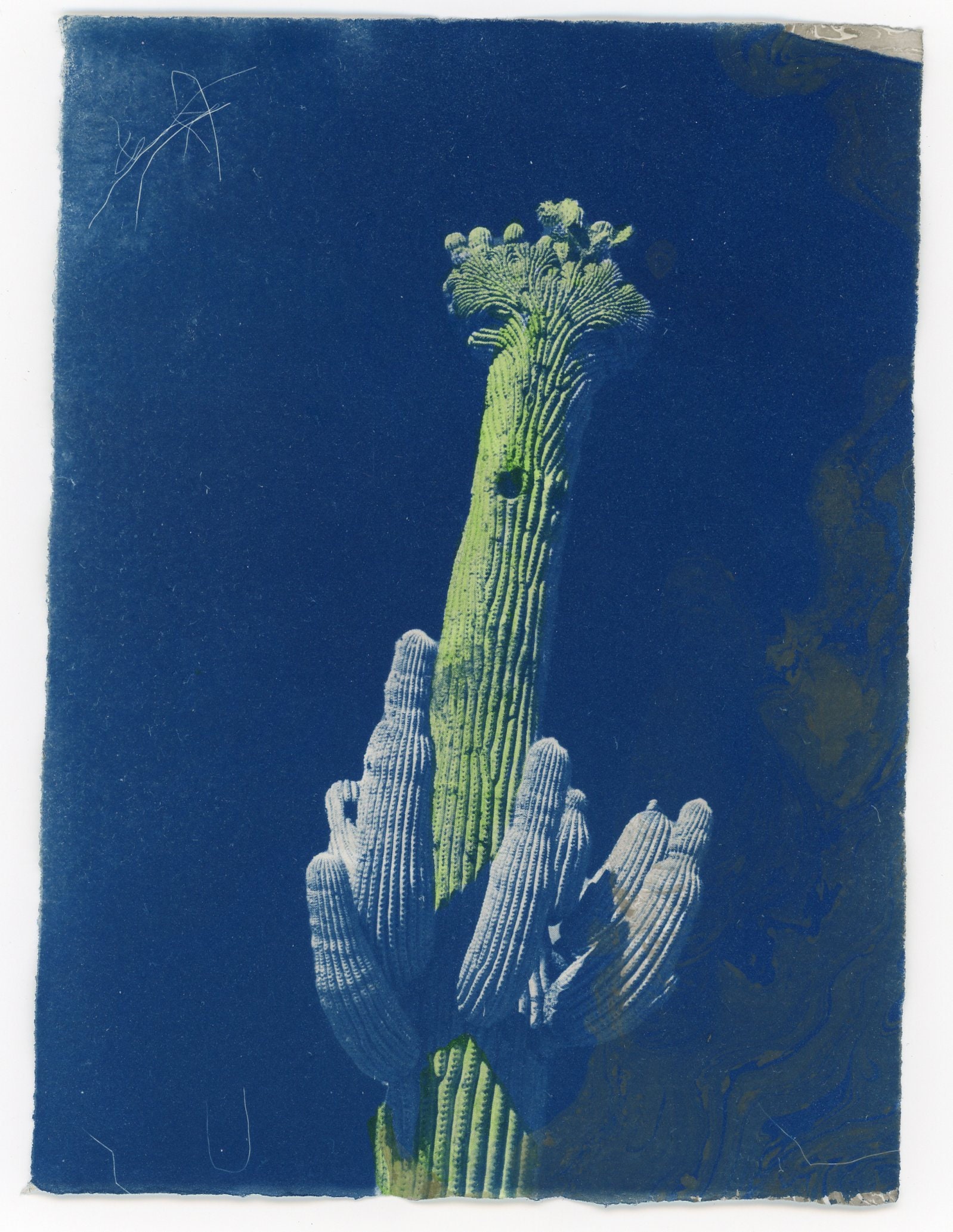 Cyanotype Art, Crested Saguaro, Cactus Art, Fine Art Print, Wall Art ...