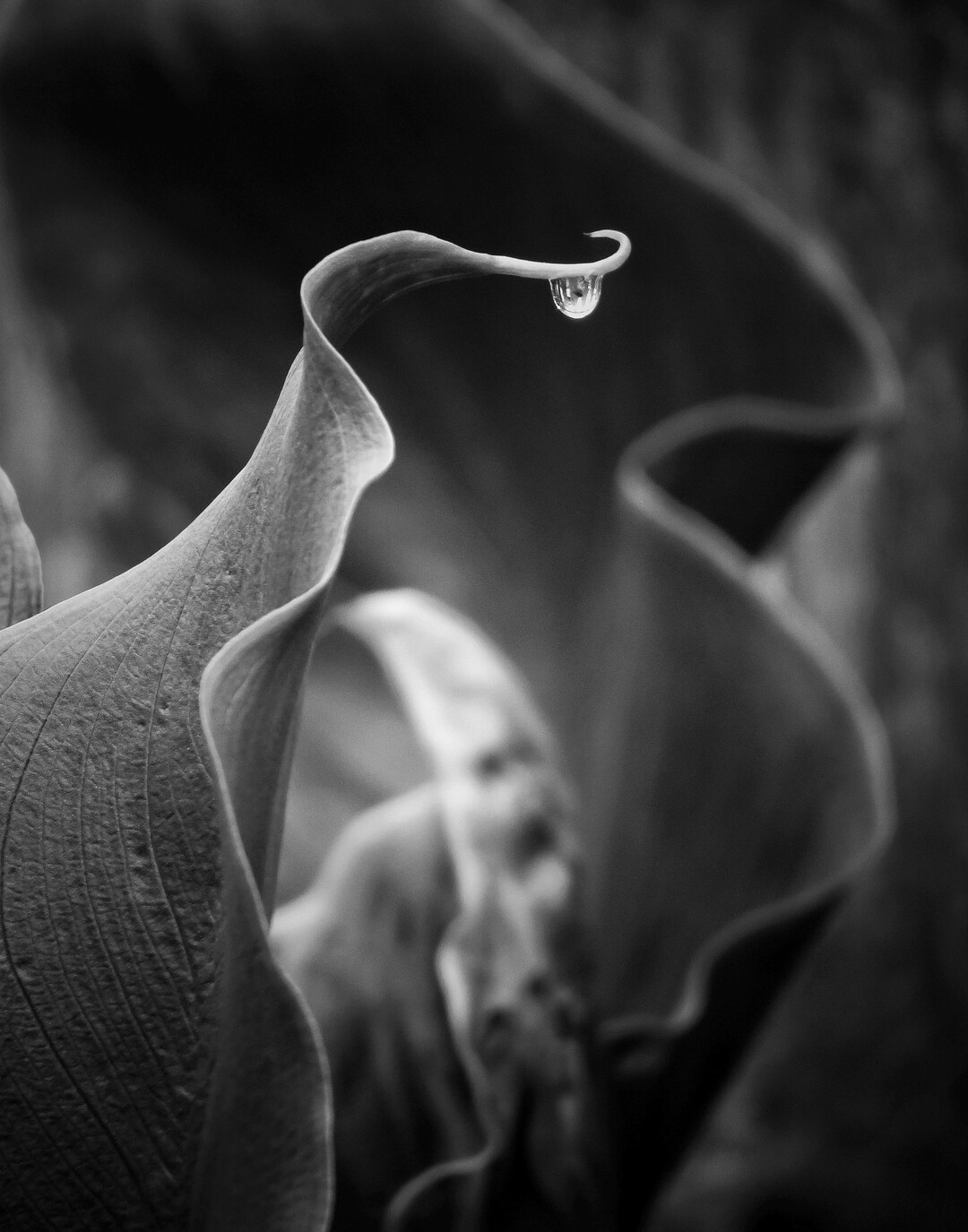 Nature Photography, Black and White, BNW, Water Drop, Pacific Northwest ...
