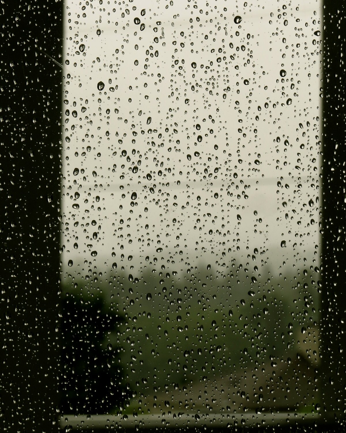 Nature Photography, Dark, Fog, Rain, Rain Drops, Pacific Northwest ...