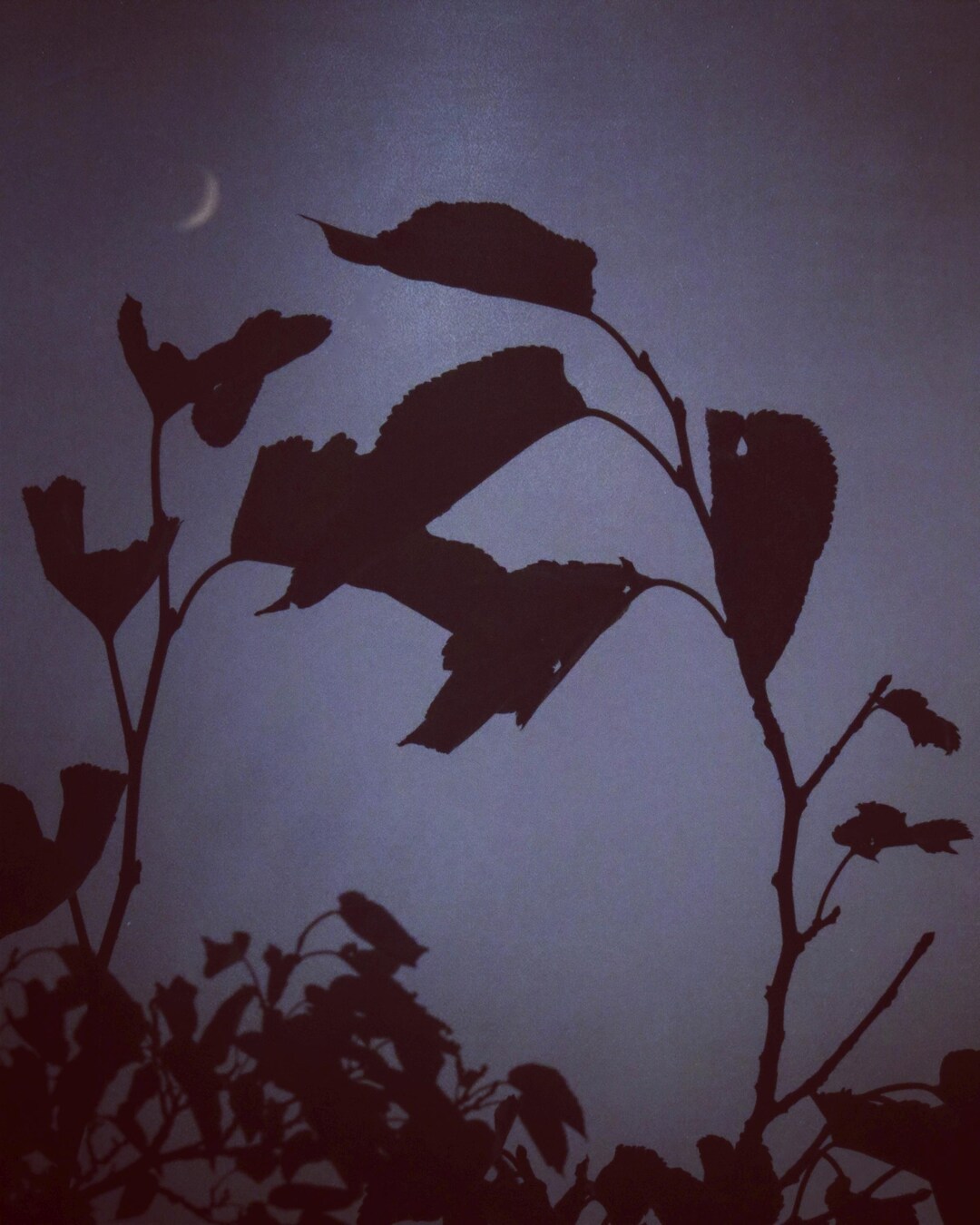 Nature Photography, Moon Photography, Moon, Night, Sky, Dark, Leaves ...