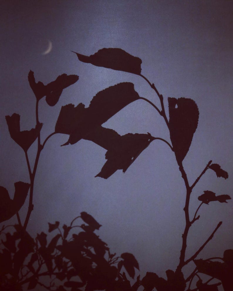 Nature Photography, Moon Photography, Moon, Night, Sky, Dark, Leaves ...