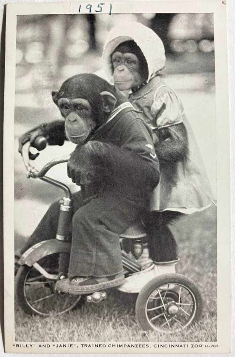 Vintage Billy and Jennie Trained Chimps Chimapnzee Cincinnati Zoo 1951 ...