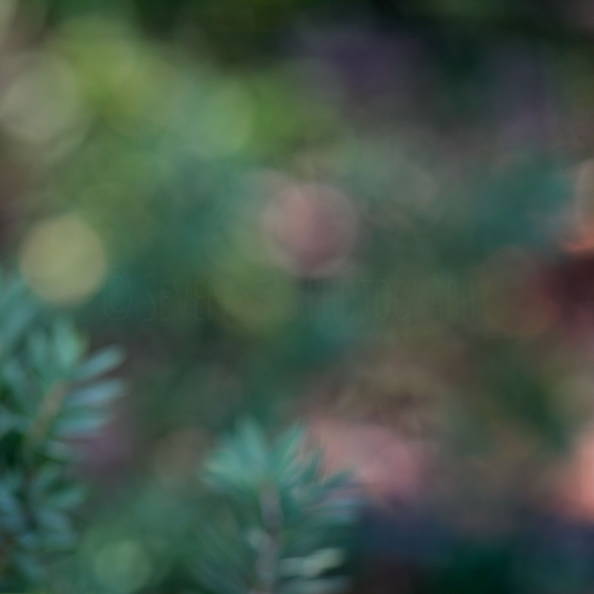 MAGIC FOREST Digital Background Texture Overlay Photography | Etsy