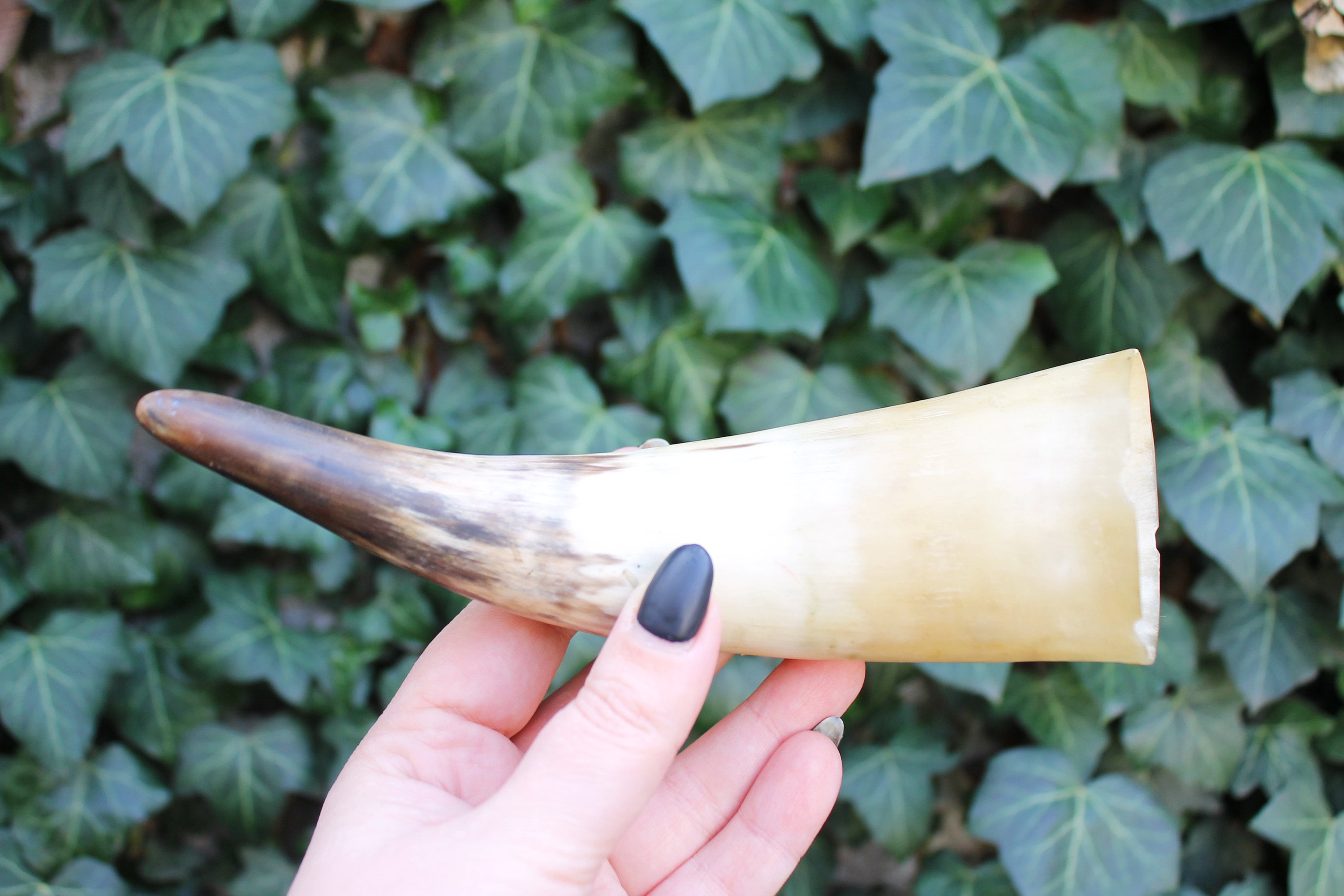 Genuine Cow Horn - Viking Wild Drinking Horn - Soviet Horn Collectibles ...