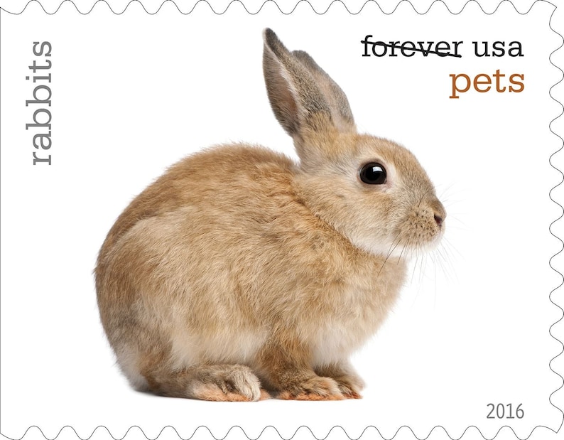 Bunny Rabbit Stamp at Christopher Bryant blog