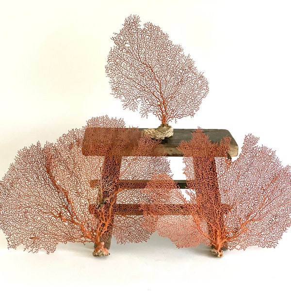 Sea Fan - Etsy