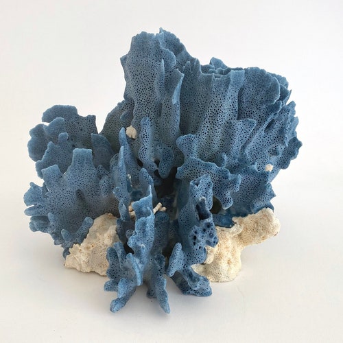 Beach Decor Blue Coral Natural Blue Coral Seashells Beach | Etsy