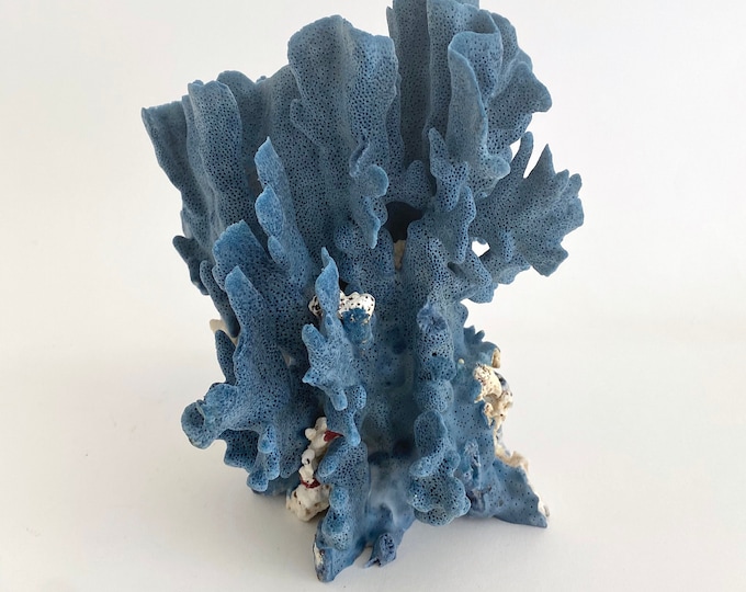 Natural Blue Coral Coastal Living Beach House Decor | Etsy