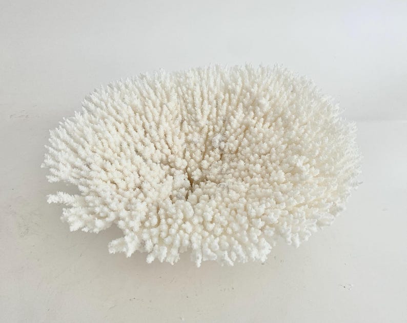 Natural Table Coral Beach Home Decor Real Coral Coastal Home Decor - Etsy