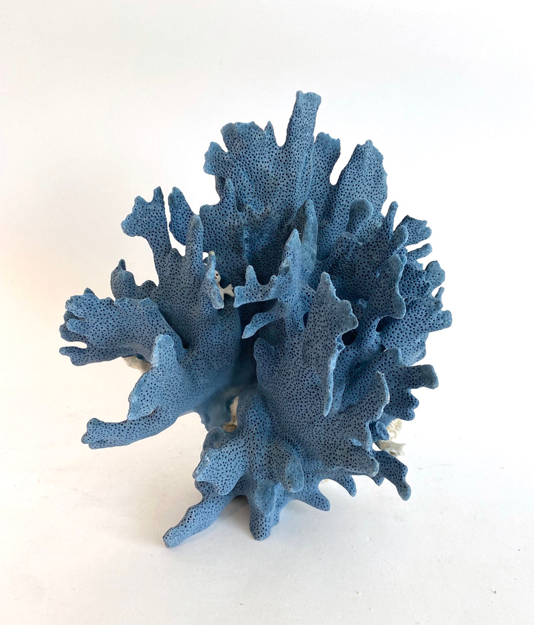 Natural Blue Coral Specimen Coastal Home Decor Beach Style - Etsy