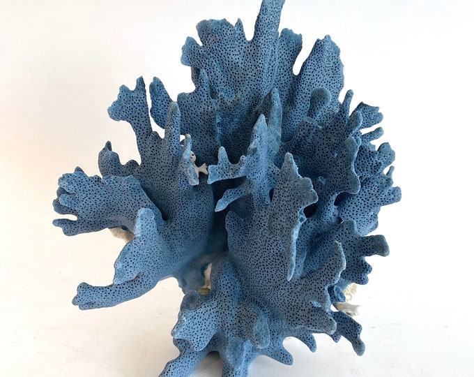 Natural Blue Coral Specimen Coastal Home Decor Beach Style Beach ...