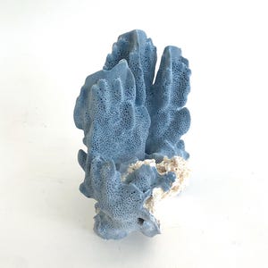 Natural Blue Coral Specimen Coastal Decor Beach Decor - Etsy