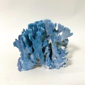 Natural Blue Coral Coastal Living Beach House Decor - Etsy