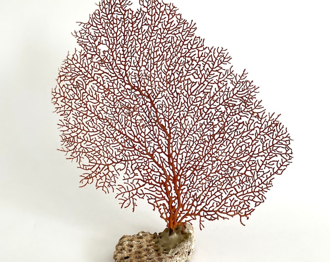 Natural Red Sea Fan Coastal Decor Nautical Home - Etsy