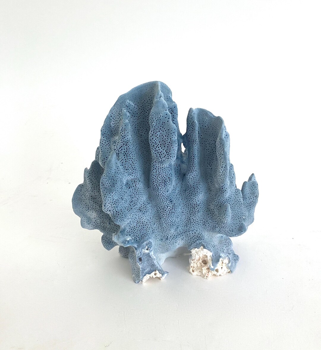 Natural Blue Coral Specimen Coastal Decor Beach Decor - Etsy