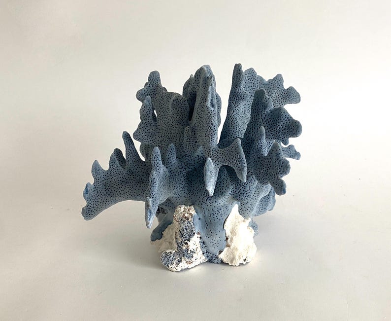 Natural Blue Coral Specimen Coastal Decor Beach House Style Beach ...