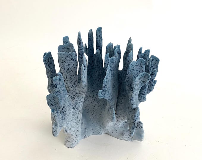 Natural Blue Coral Specimen Beach Home Decor Coastal Decor Real Coral ...