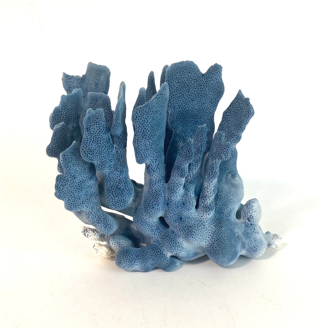 Natural Blue Coral Specimen Coastal Decor Beach Decor - Etsy