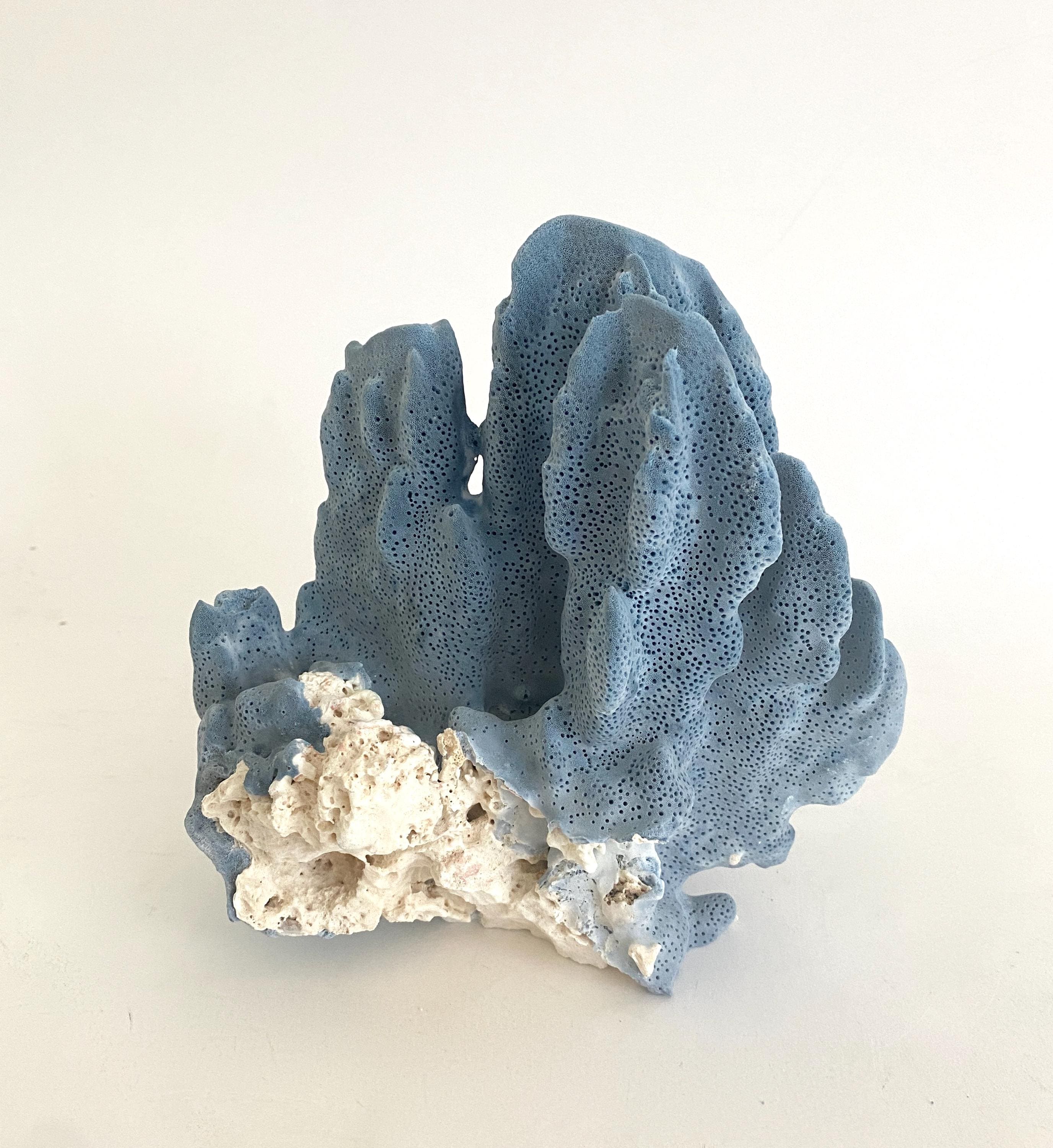 Natural Blue Coral Specimen Coastal Decor Beach Decor - Etsy