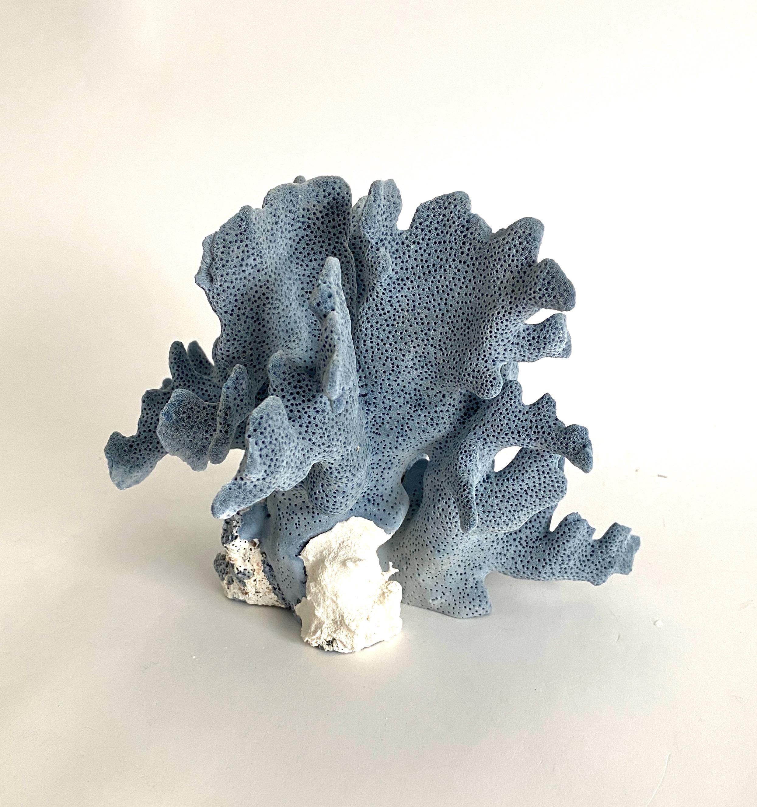 Natural Blue Coral Specimen Coastal Decor Beach House Style Beach ...