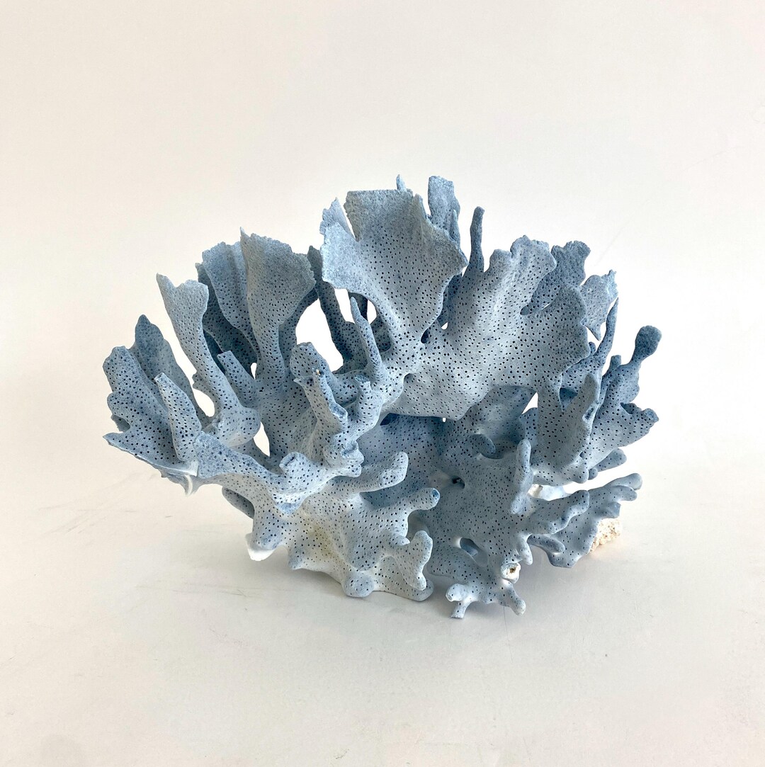 Natural Blue Coral Specimen Beach Home Decor Coastal Decor Beach ...