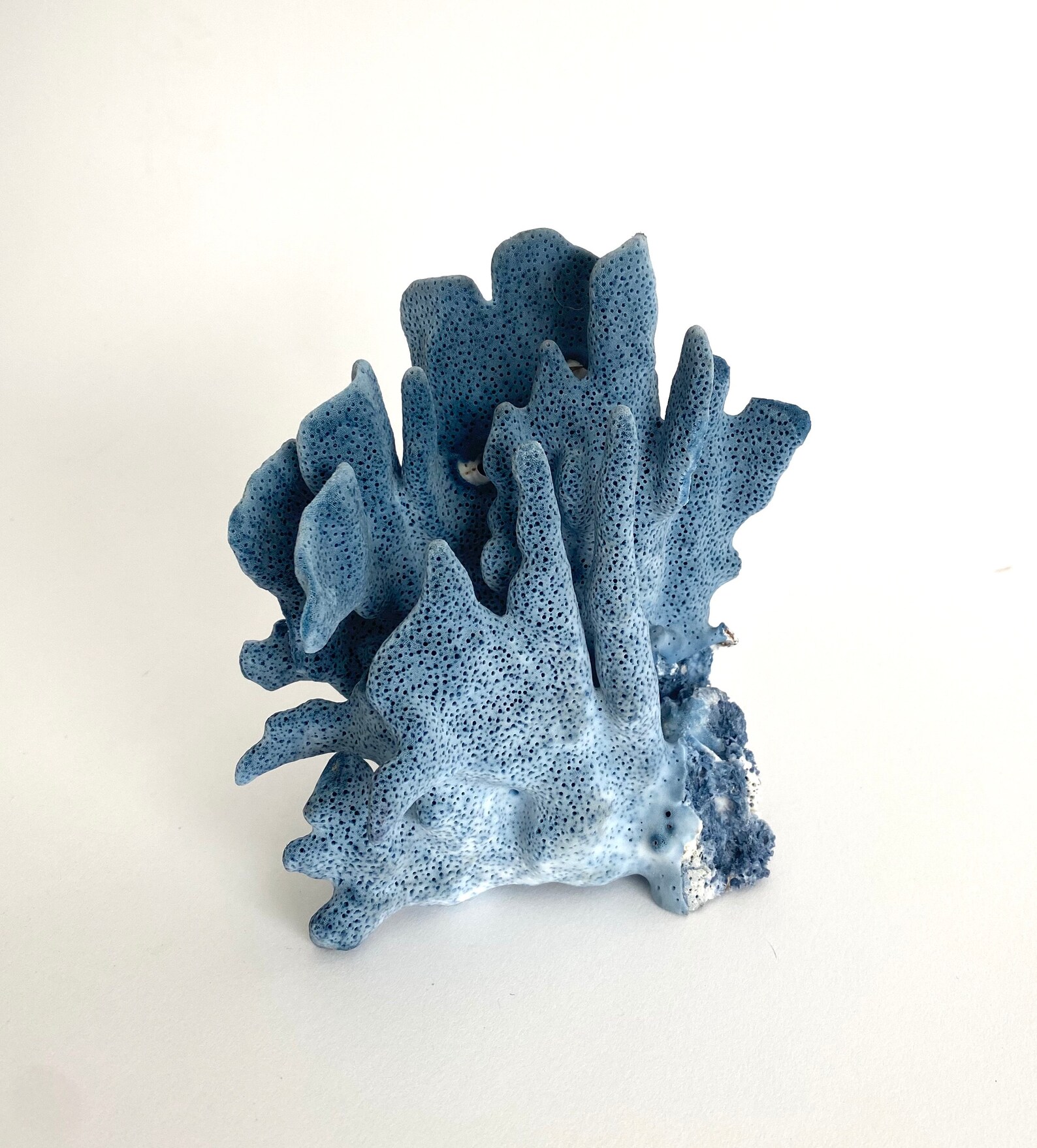 Natural Blue Coral Specimen Coastal Home Decor Beach House - Etsy