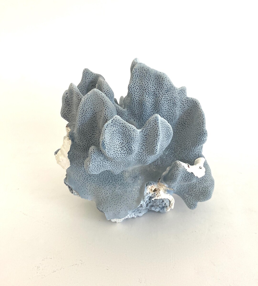 Natural Blue Coral Specimen Beach Home Decor Coastal Decor - Etsy