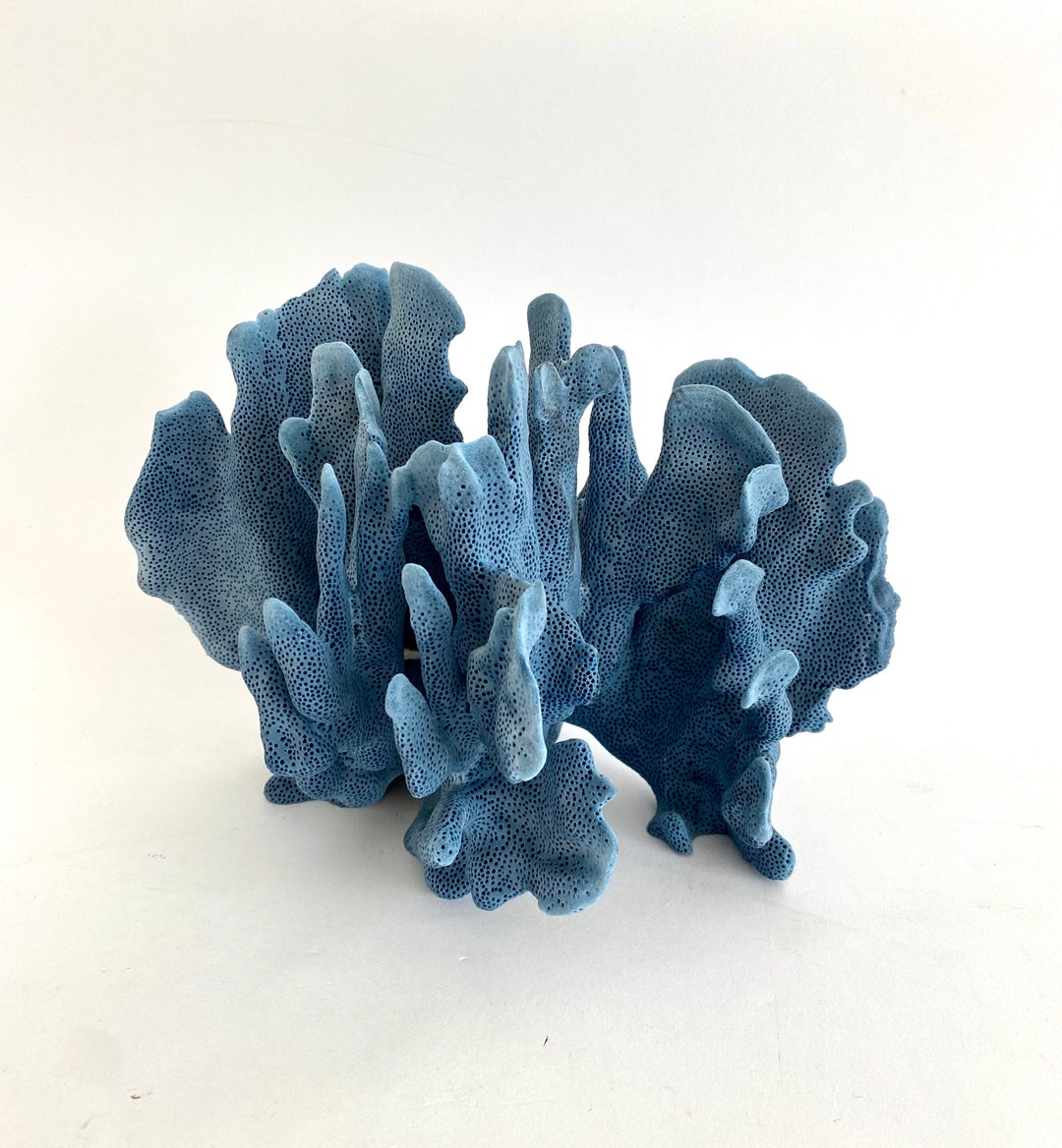 Natural Blue Coral Coastal Living Beach House Decor - Etsy
