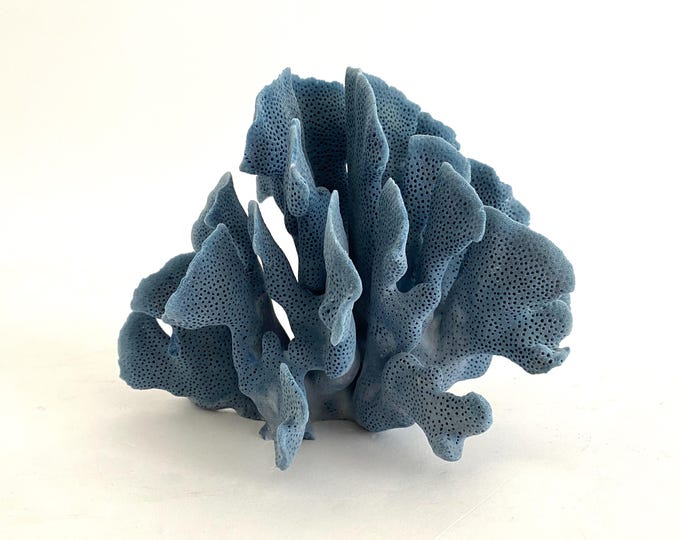 Natural Blue Coral Specimen Coastal Home Decor Beach House Style - Etsy