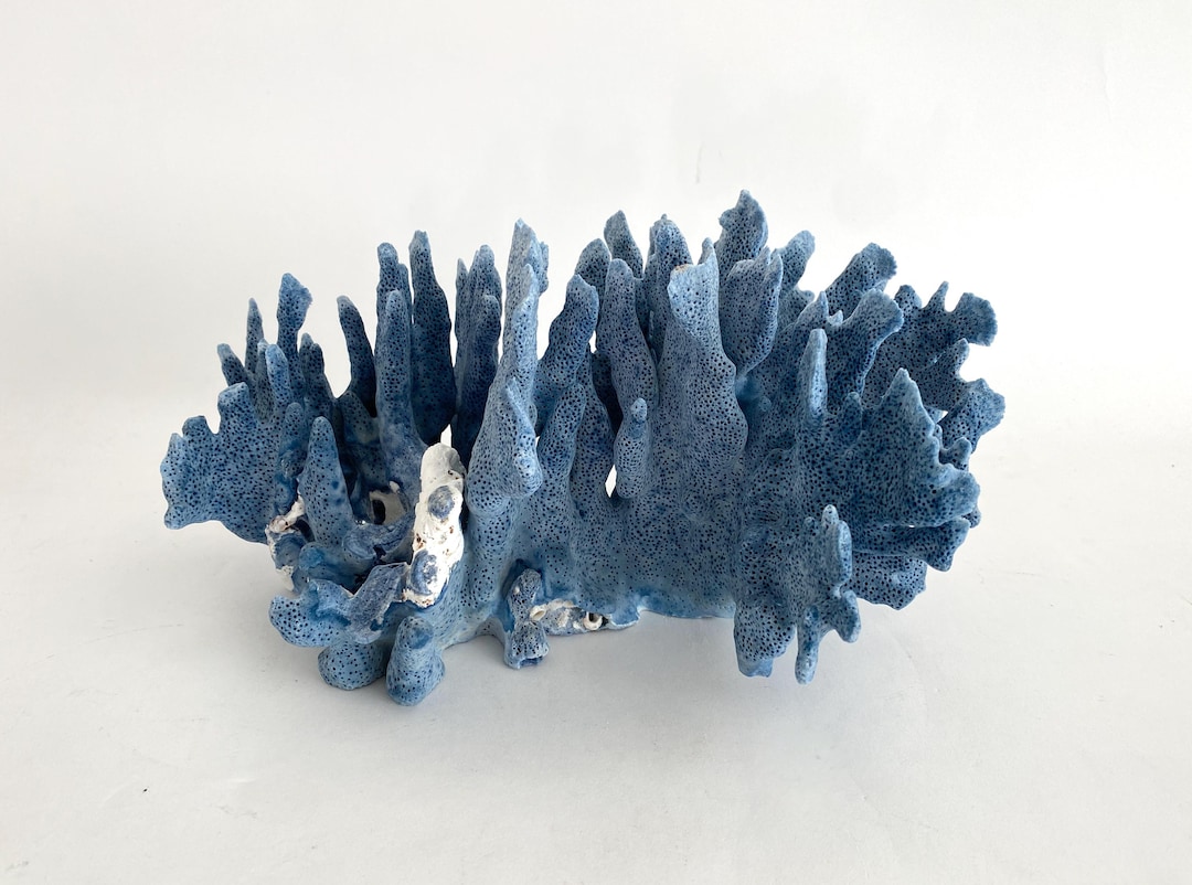 Natural Blue Coral Specimen Coastal Beach Decor - Etsy
