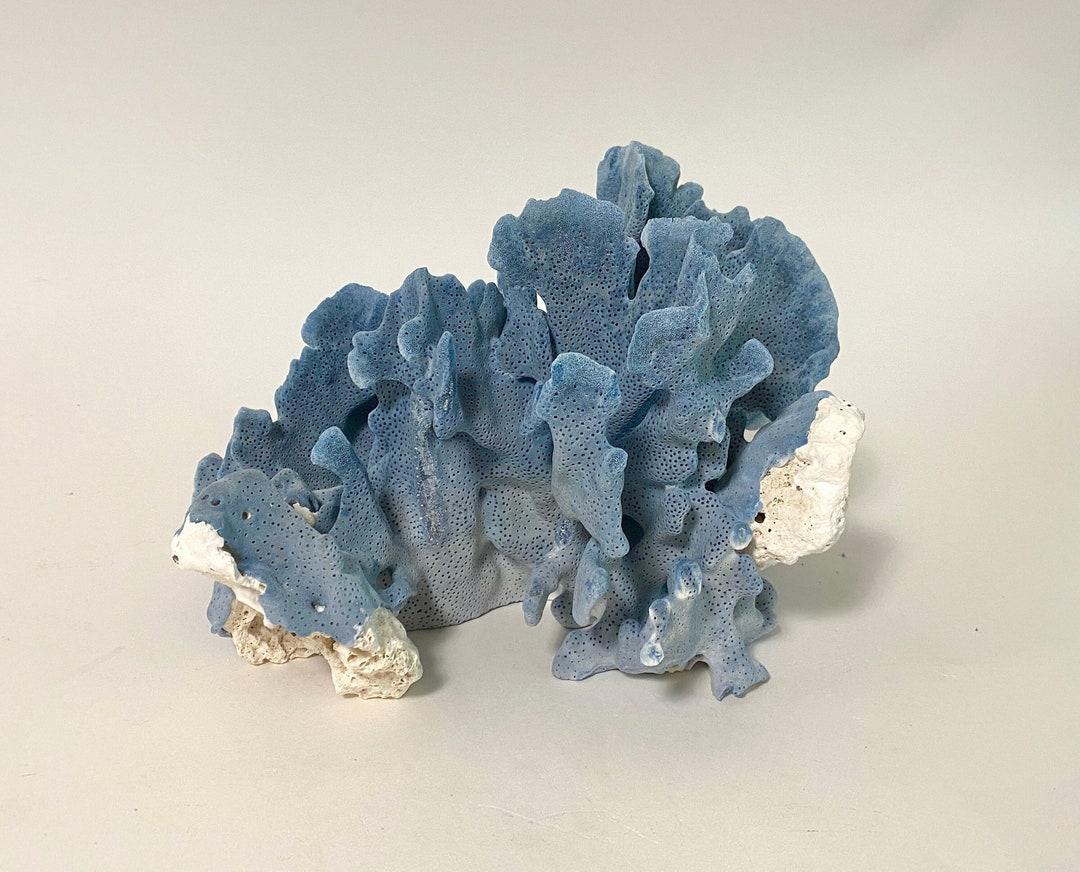 Natural Blue Coral Specimen Beach Home Decor - Etsy