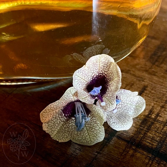 Black Henbane Flower Essence Hyoscyamus Niger - Etsy