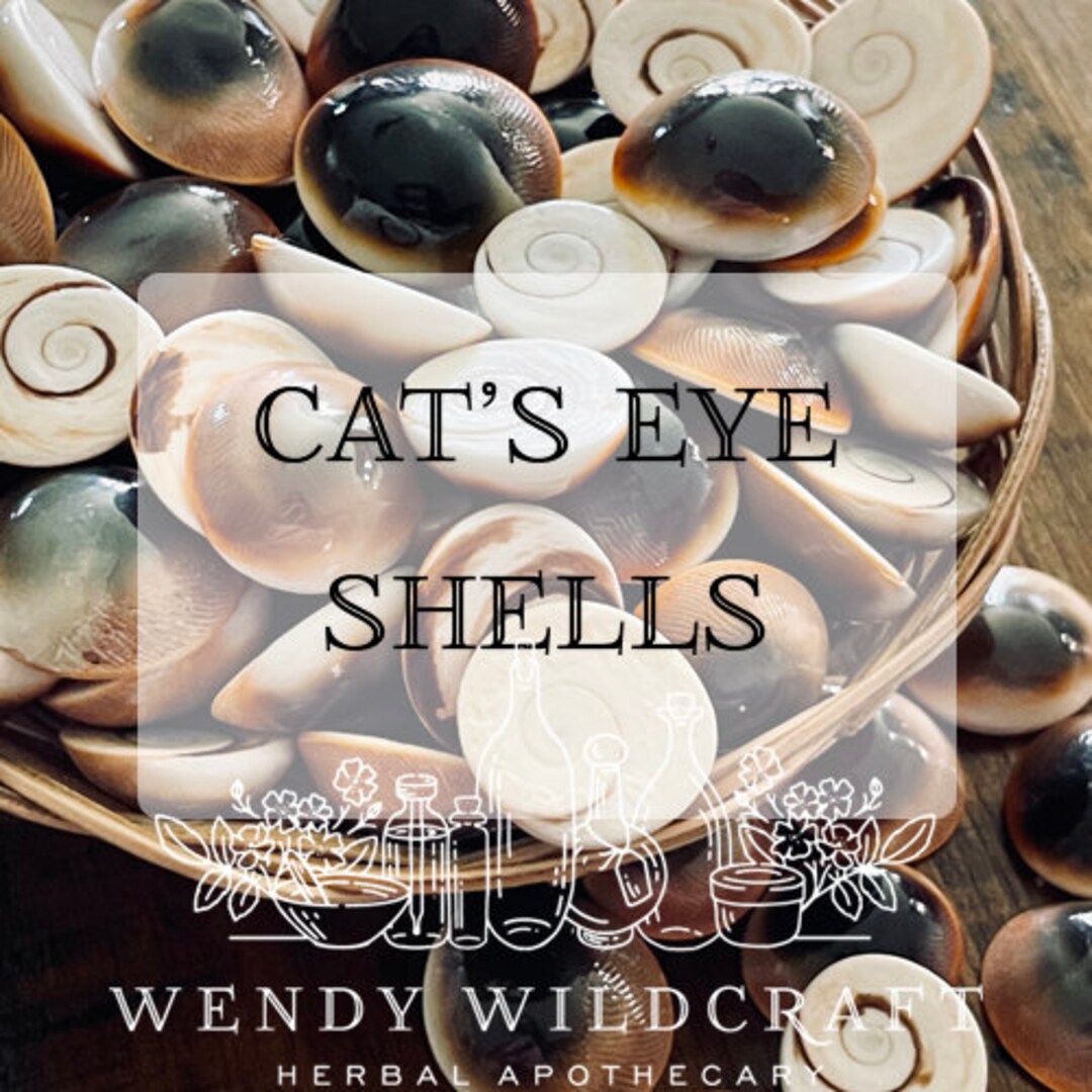 Cat's Eye Shells Sea Witch, Sea Magic - Etsy