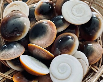 Cats Eye Shell - Etsy