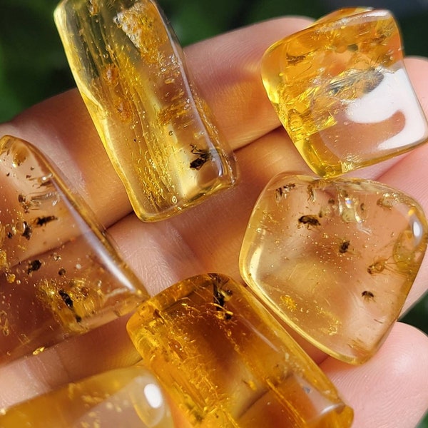 Amber With Insect - Etsy