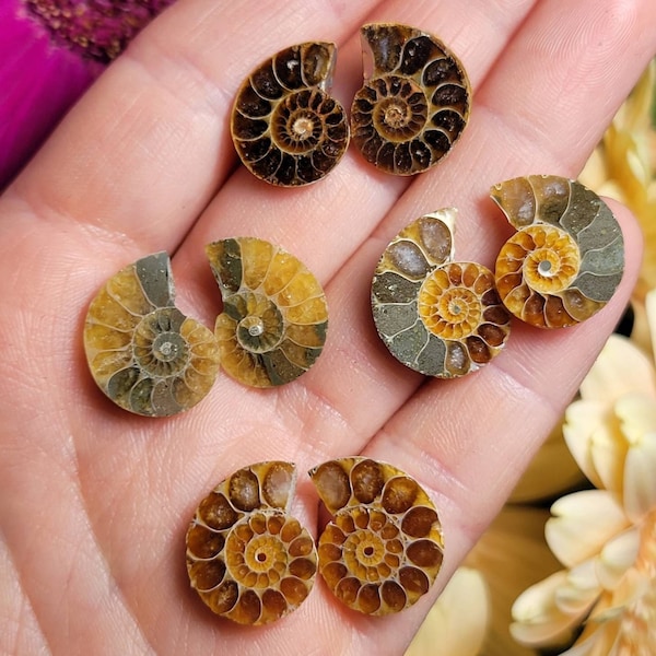 Fossil Pairs - Etsy