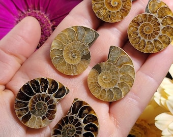 Opalized Ammonite / Fire Ammonite / Ammonite Specimen / Polished ...