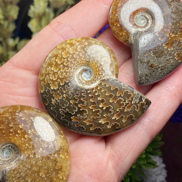 Ammonite - Etsy
