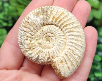 Ammonite Fossil - Fossilized Ammonite - Ammonite Fossil Large - Natural ...