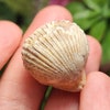 Spiralite Agatized Fossil Seashell: Chalcedony Crystal Shell - Etsy