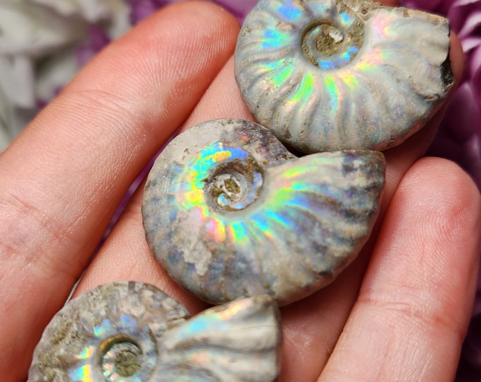 Opalized Ammonite / Fire Ammonite / Ammonite Specimen / Polished ...