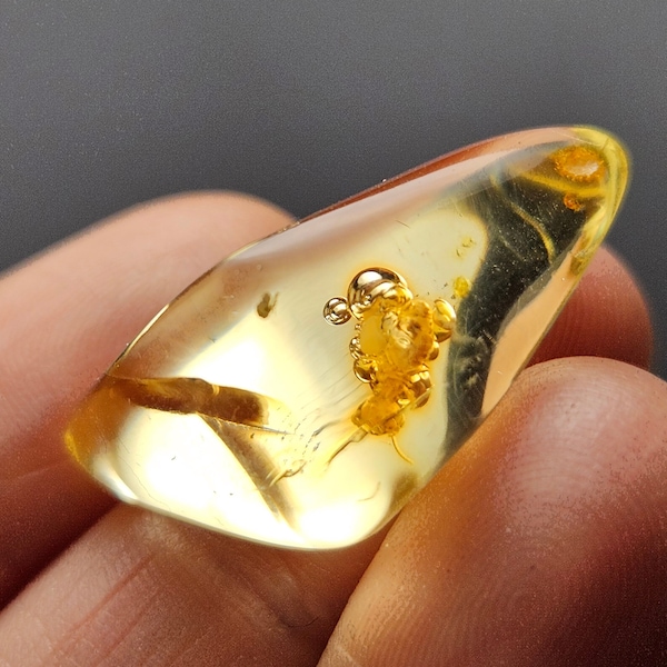 Amber With Insect - Etsy