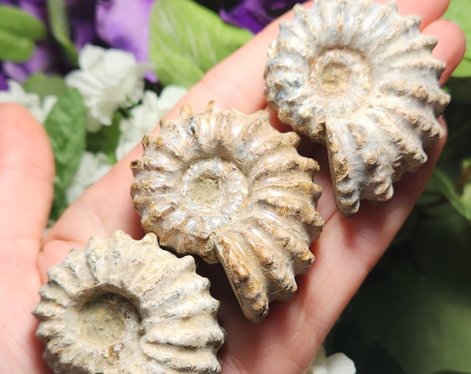 Ammonite Fossil - Fossilized Ammonite - Ammonite Fossil Large - Natural ...