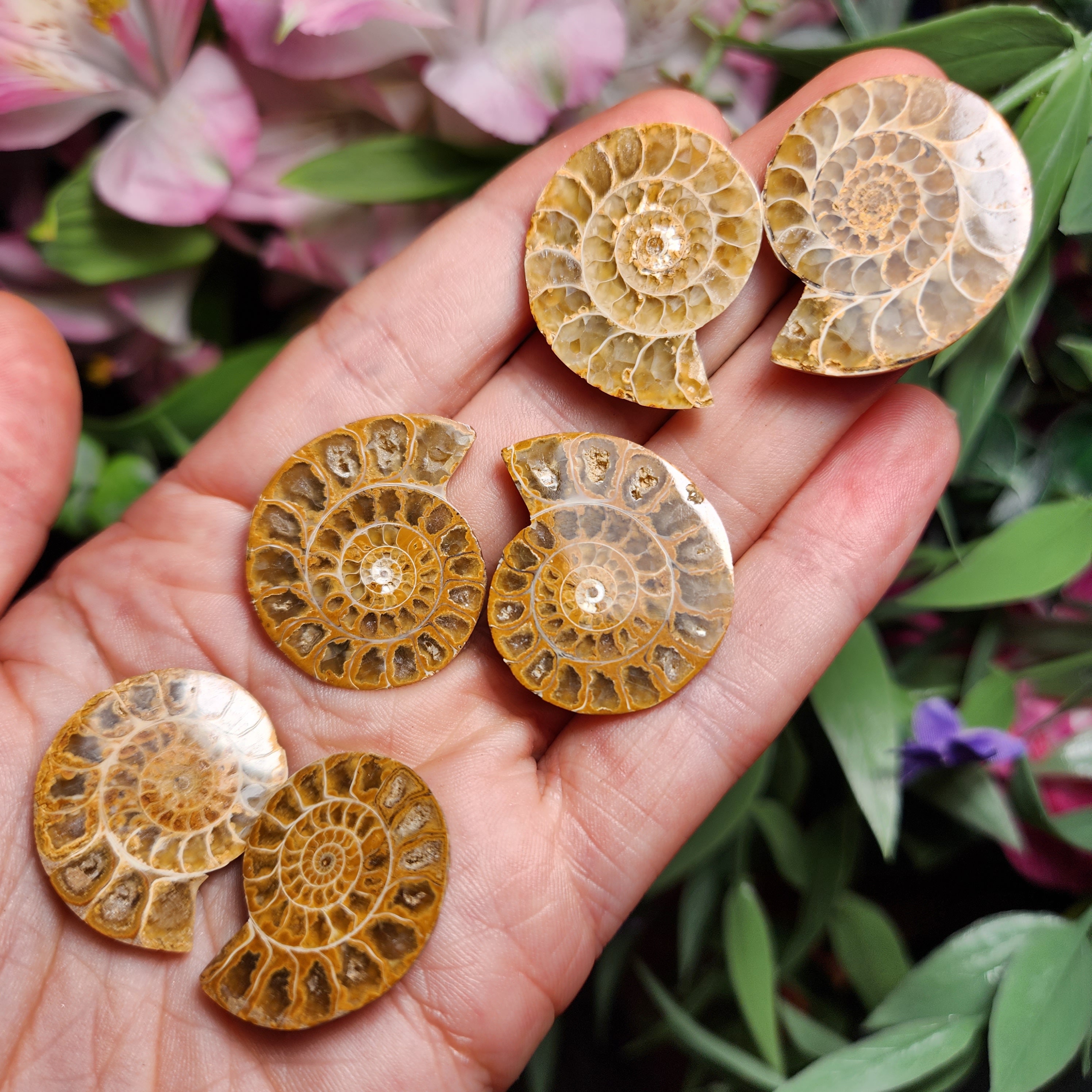 Golden Ammonite Fossil Slices: Moroccan Fossil Specimens (1.25") - Etsy