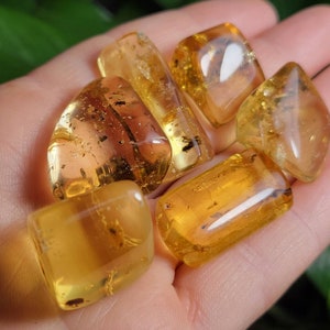 Amber With Bugs / Natural Amber / Amber With Insects / Insect - Etsy
