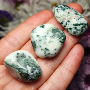 Tree Agate Crystal - Tumbled Tree Agate - Tree Agate Stone - Polished Tree Agate - Tumbled ...